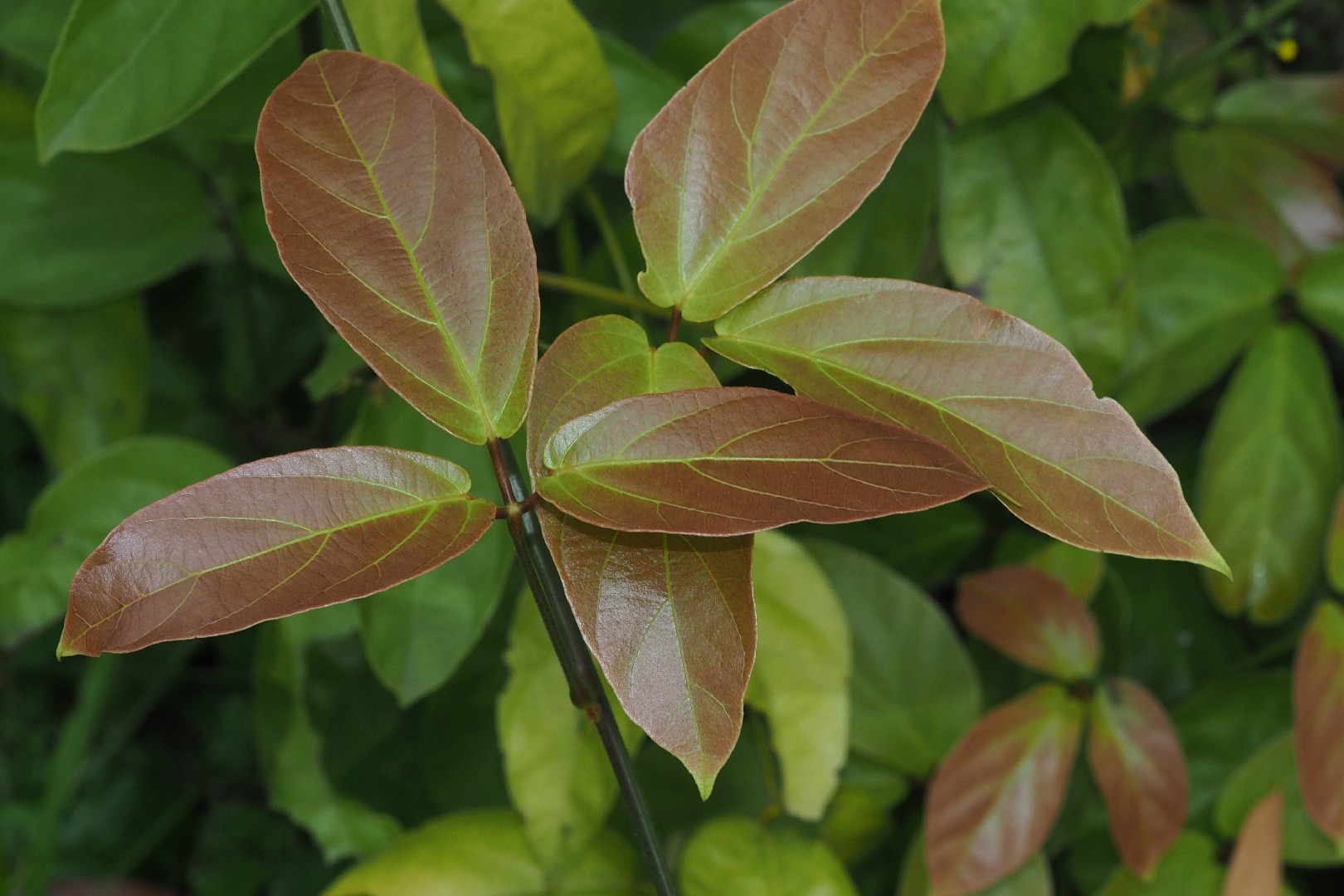 Illigera rhodantha Flower, Leaf, Care, Uses - PictureThis