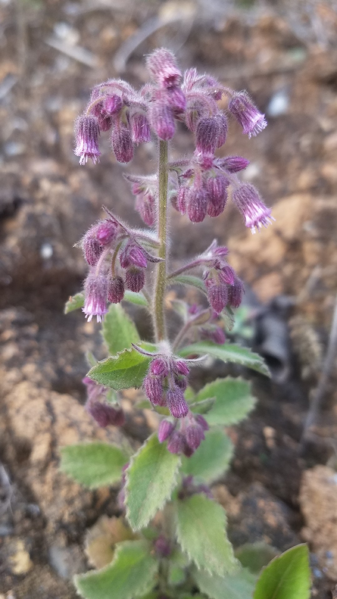 Malay blumea (Blumea lacera) Flower, Leaf, Care, Uses - PictureThis