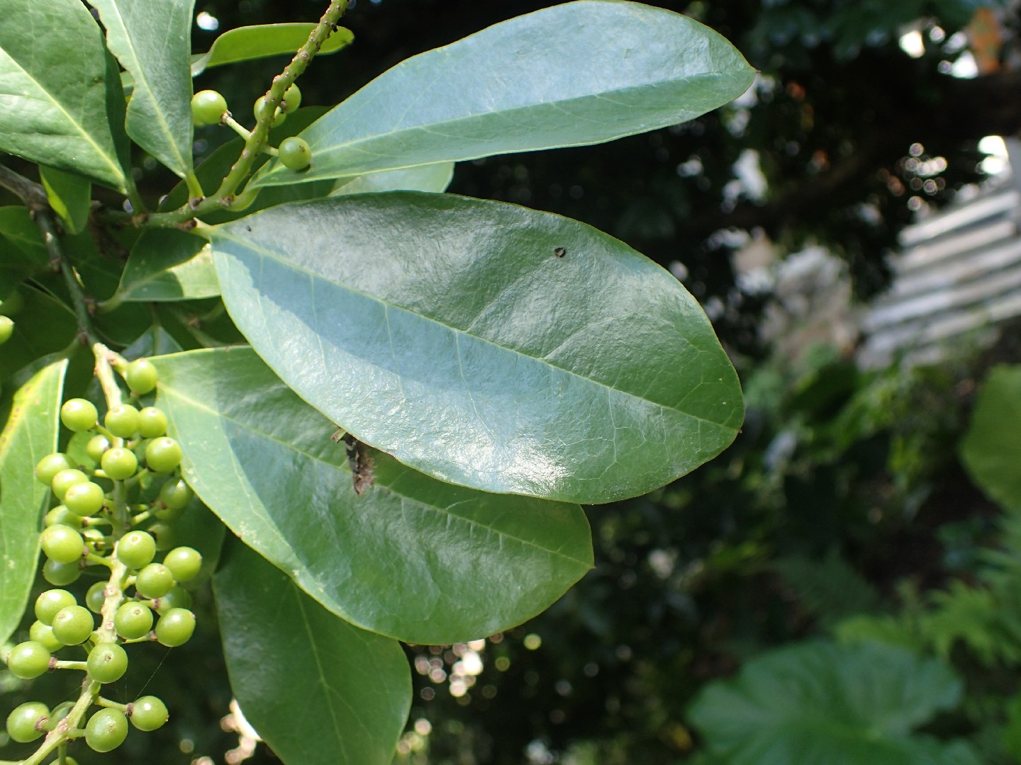 Salamanderbaum (Antidesma bunius) - PictureThis