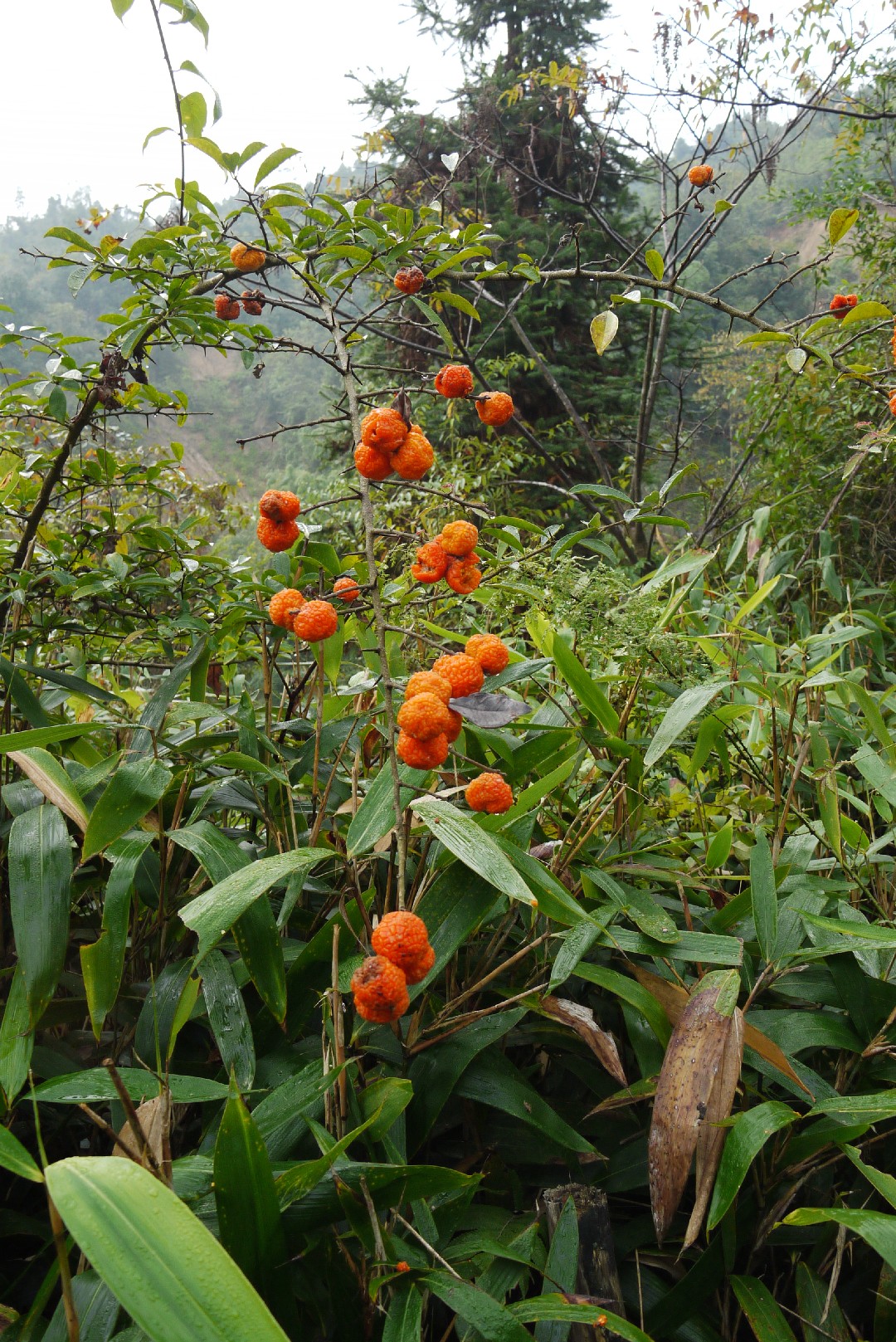 Cudrania cochinchinensis - PictureThis