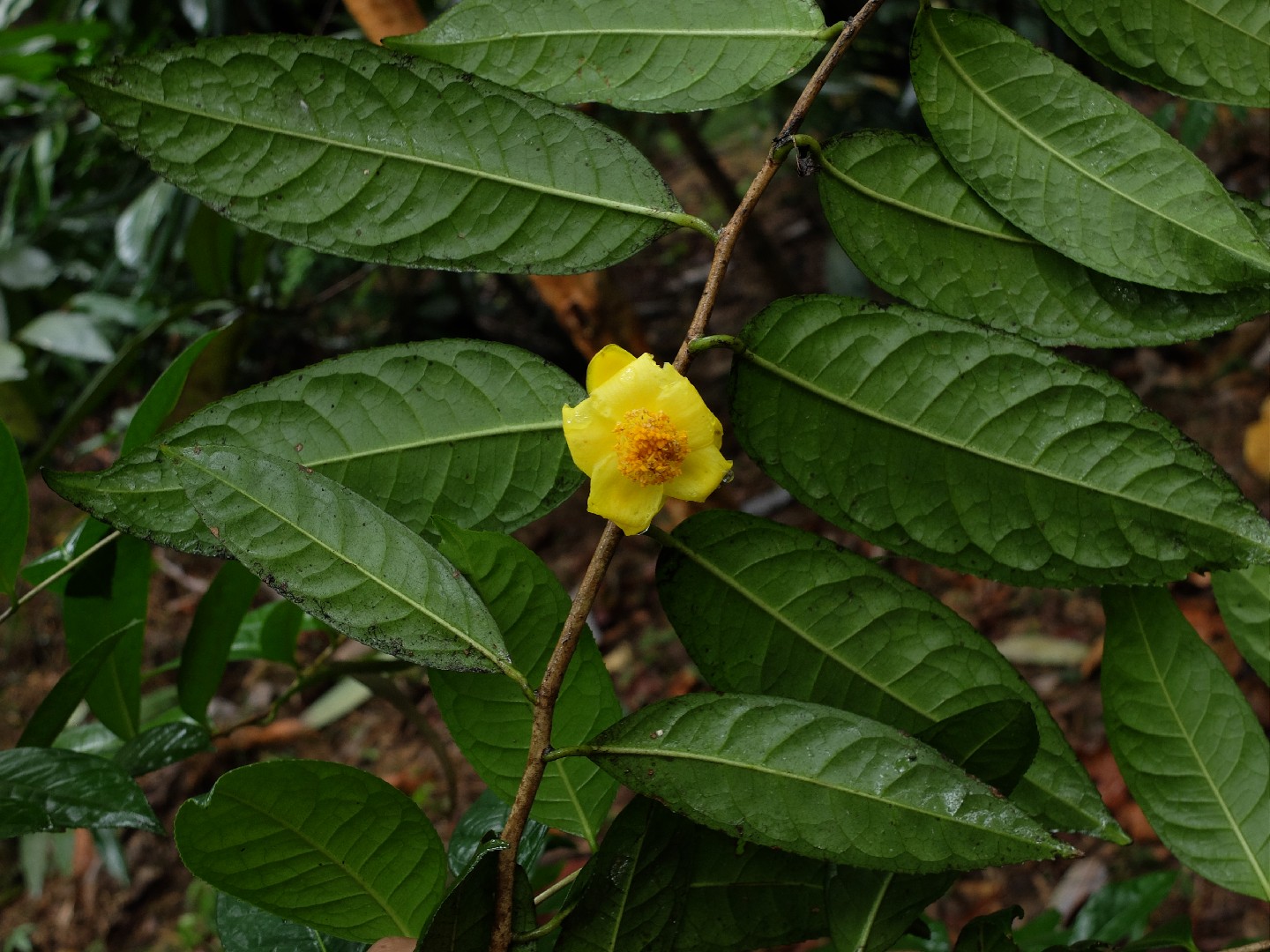 PictureThis - Camellia petelotii