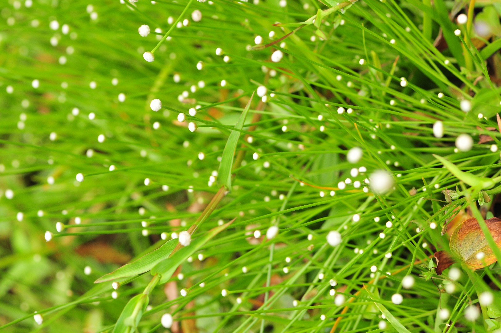 Eriocaulon cinereum - PictureThis