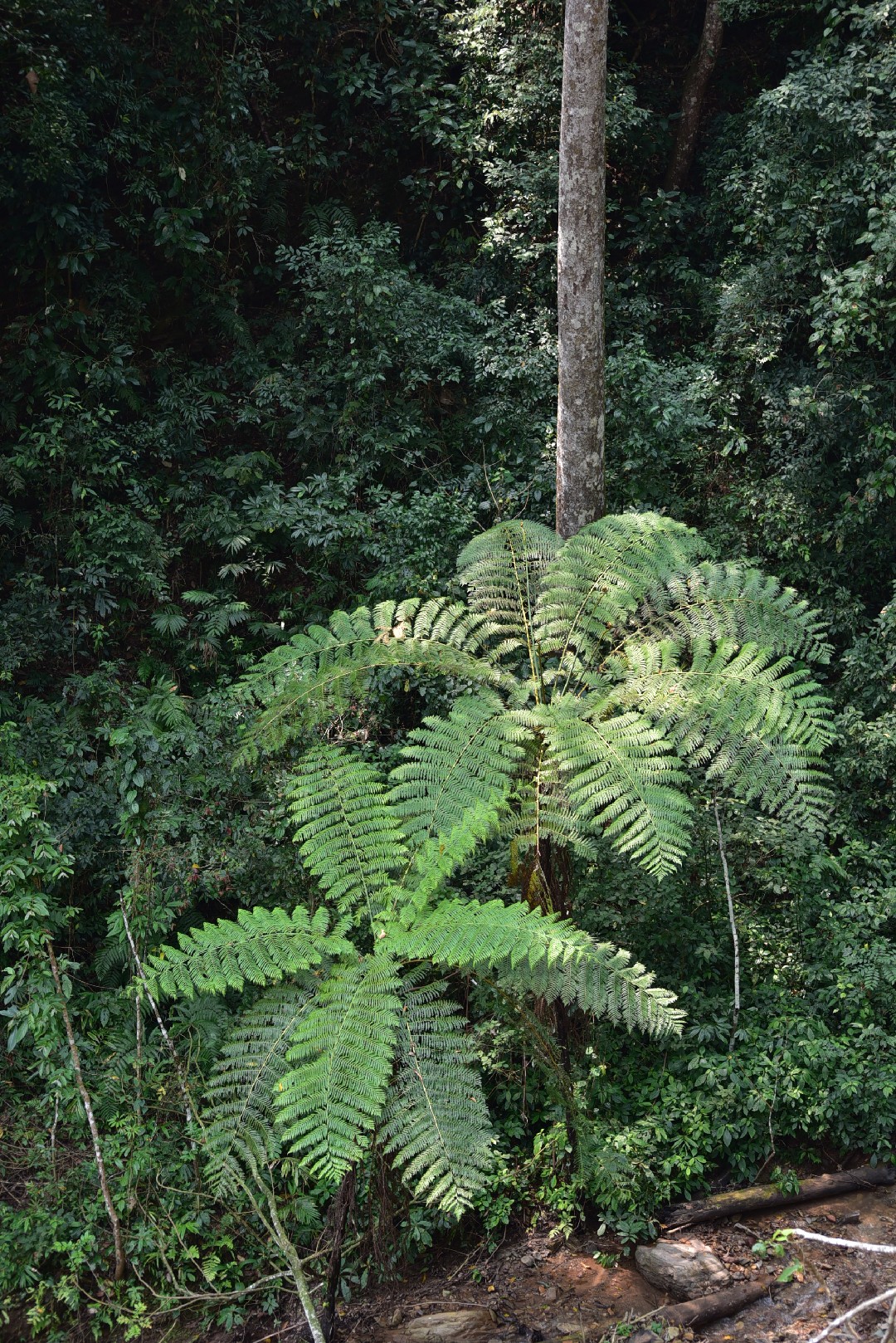 Sphaeropteris brunoniana - PictureThis