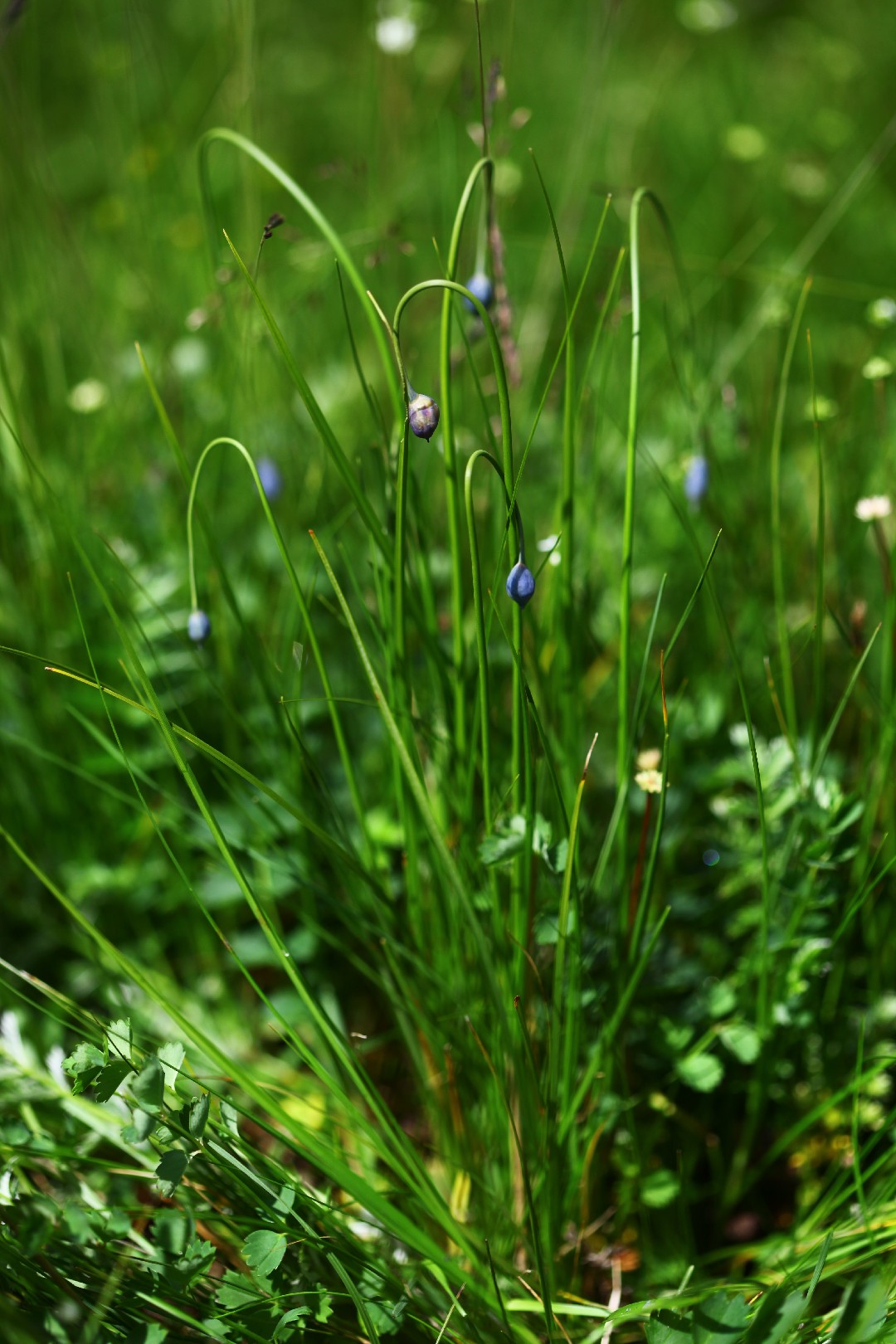 How to Plant and Grow Blue-flowered allium(Allium sikkimense)