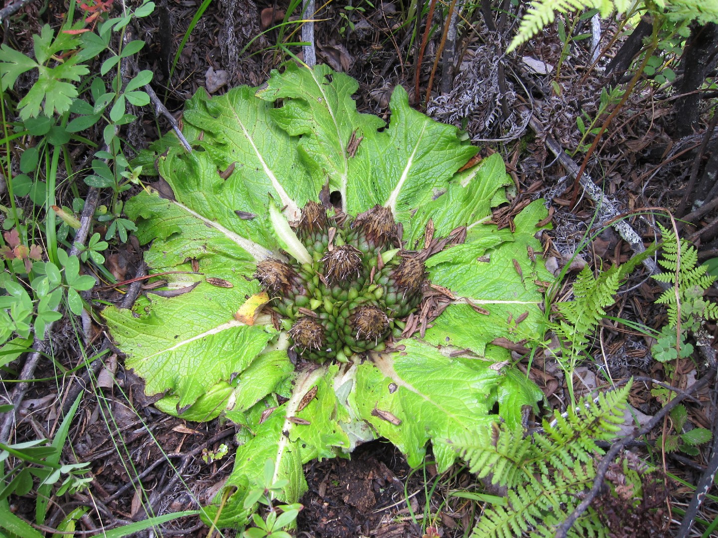 Dolomiaea souliei 照顧，種植，繁殖，開花時間 - PictureThis