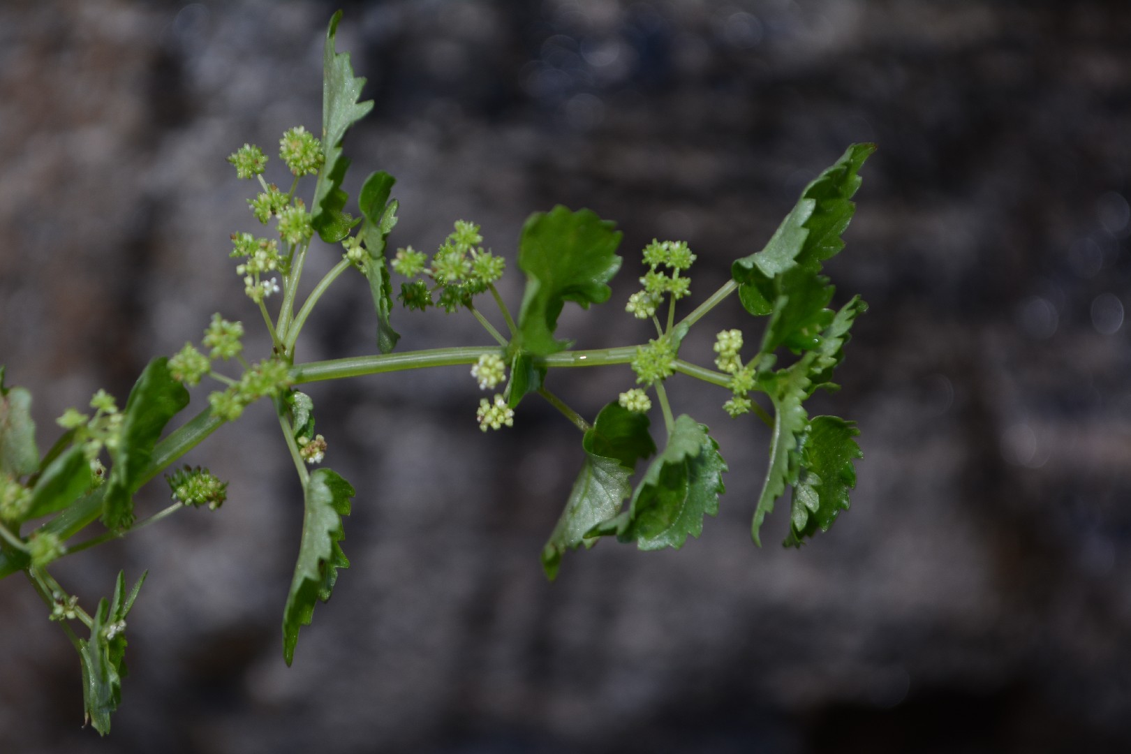 Clearweed Care (Watering, Fertilize, Pruning, Propagation) - PictureThis