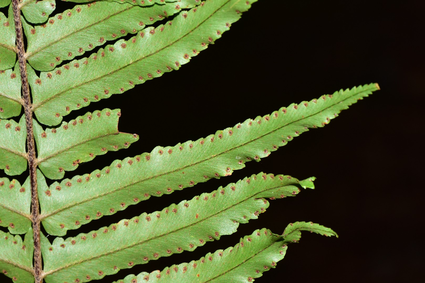 Nephrolepis brownii - PictureThis