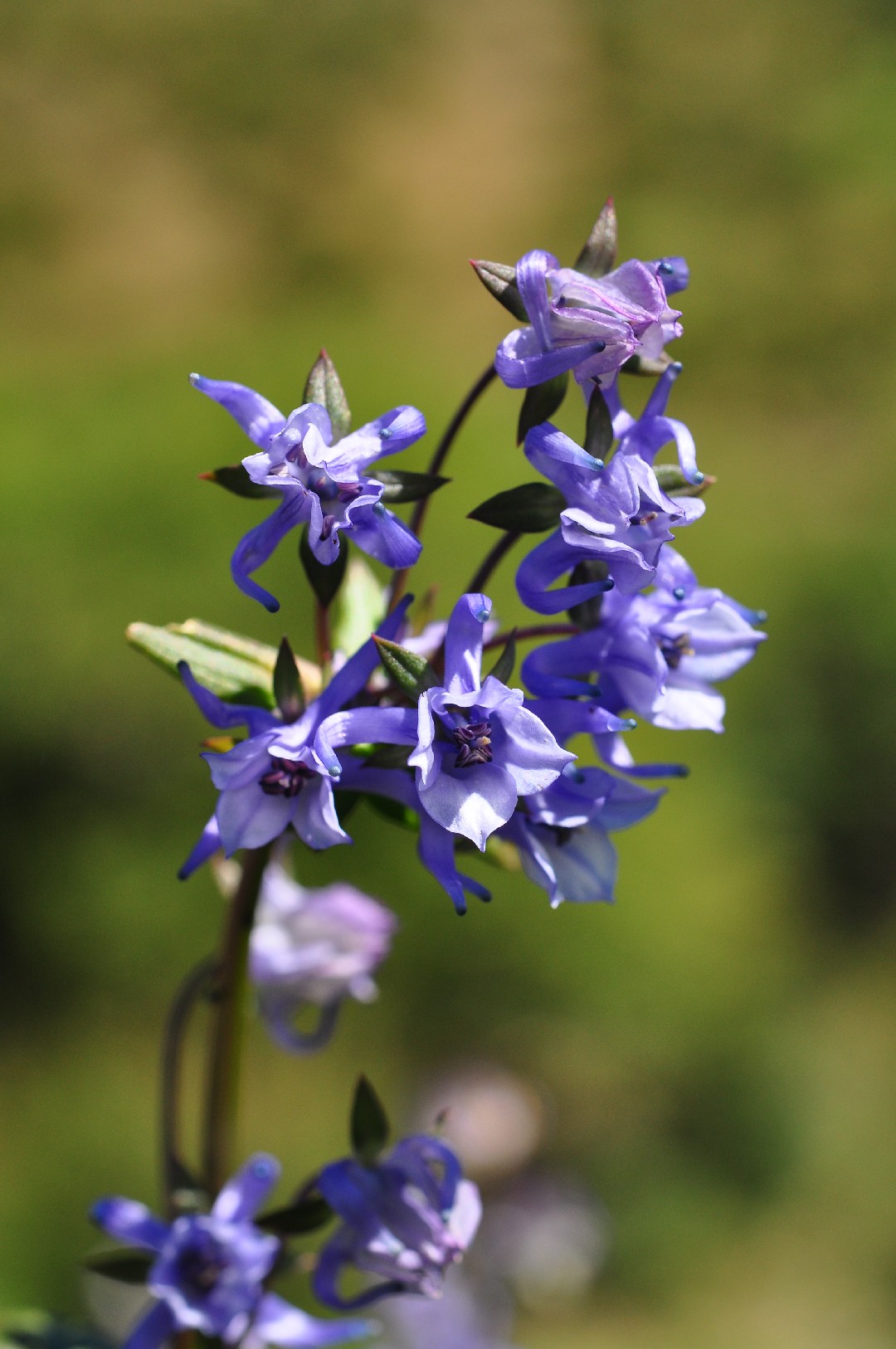 Halenia elliptica - PictureThis