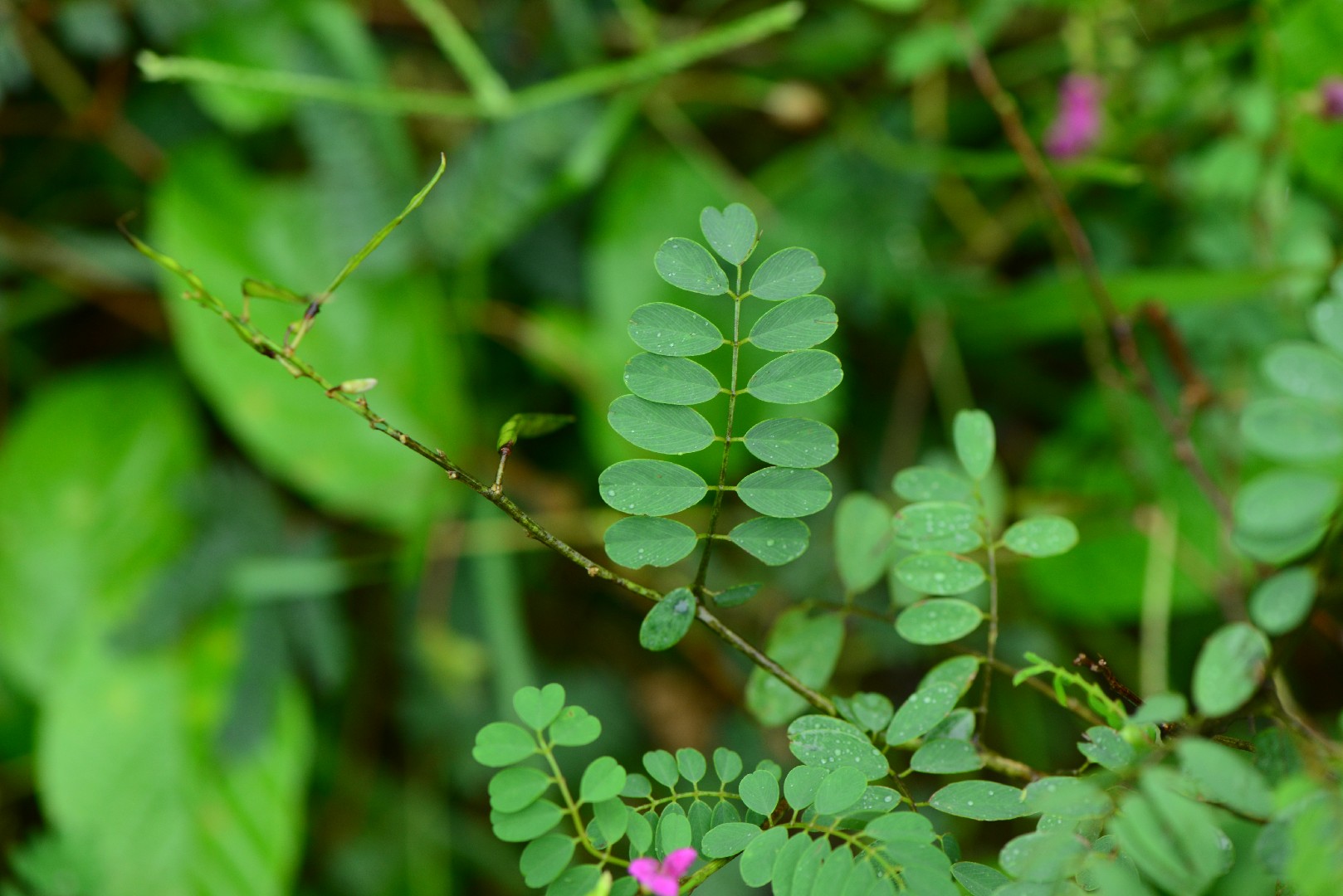 Tephrosia purpurea - PictureThis