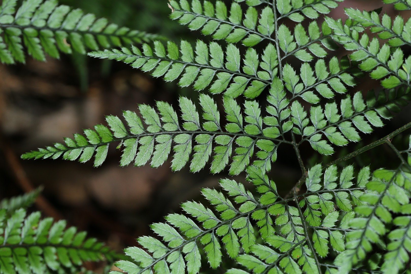 Arachniodes aristata - PictureThis