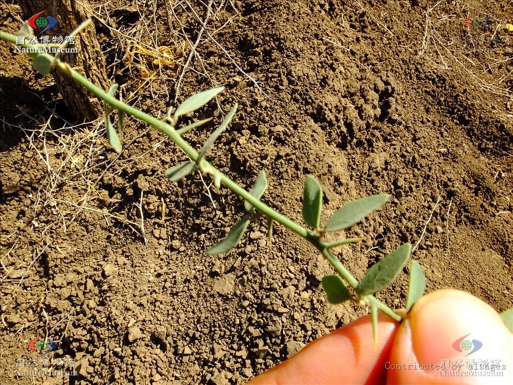 Balanites aegyptiaca - PictureThis