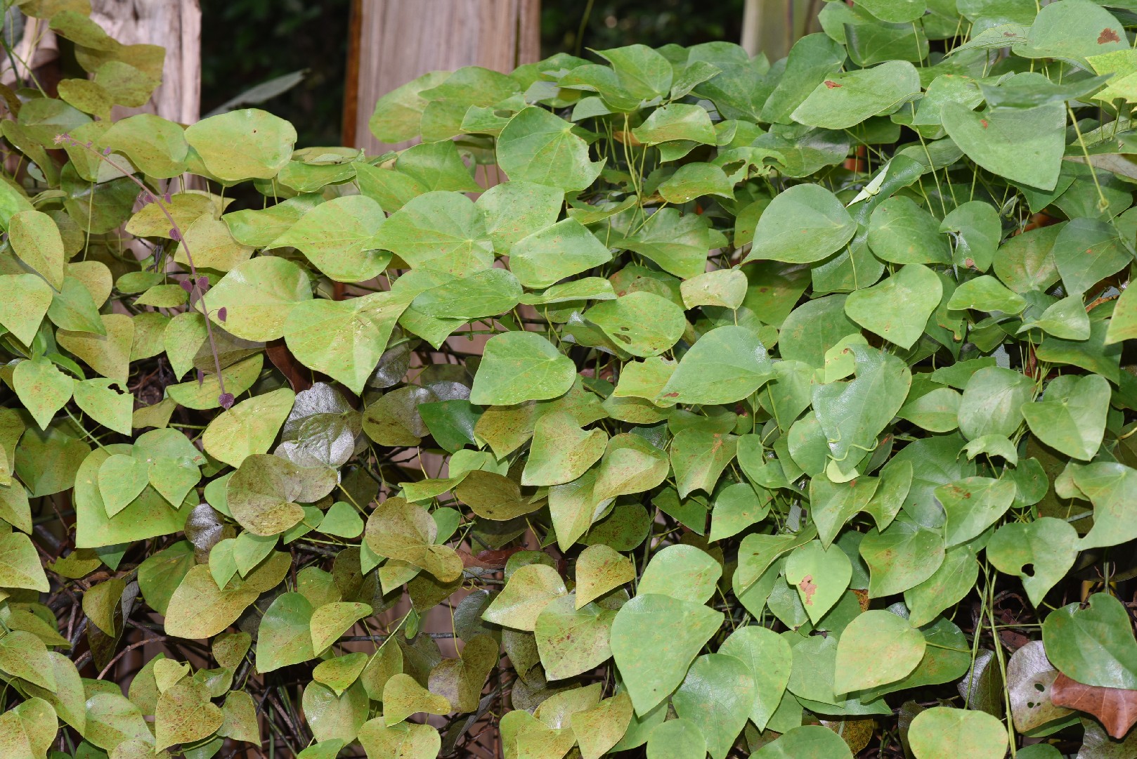 Glaucous diploclisia (Diploclisia glaucescens) Flower, Leaf, Care, Uses ...