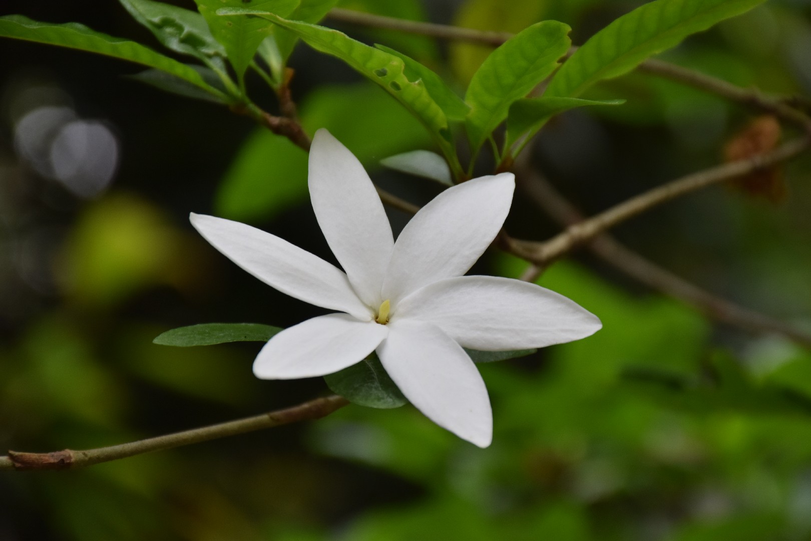 Gardenia scabrella - PictureThis
