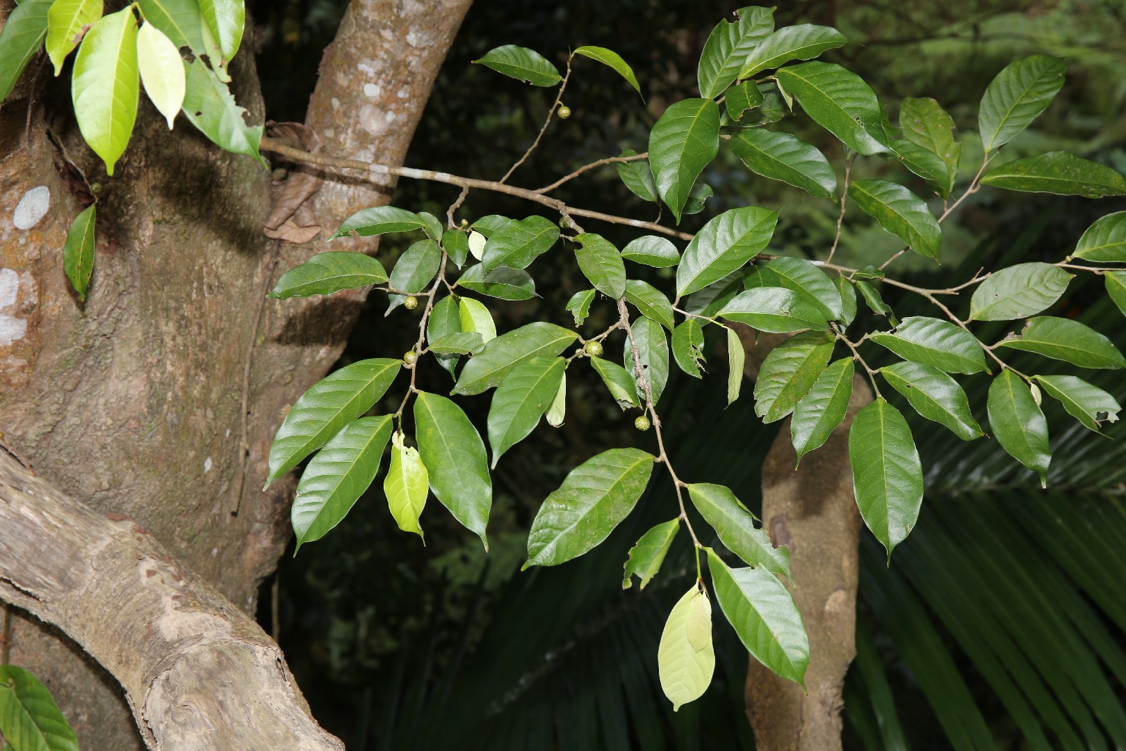 Ficus subulata - PictureThis
