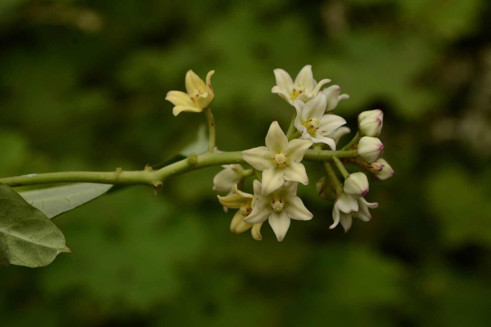 Cynanchum hemsleyanum - PictureThis