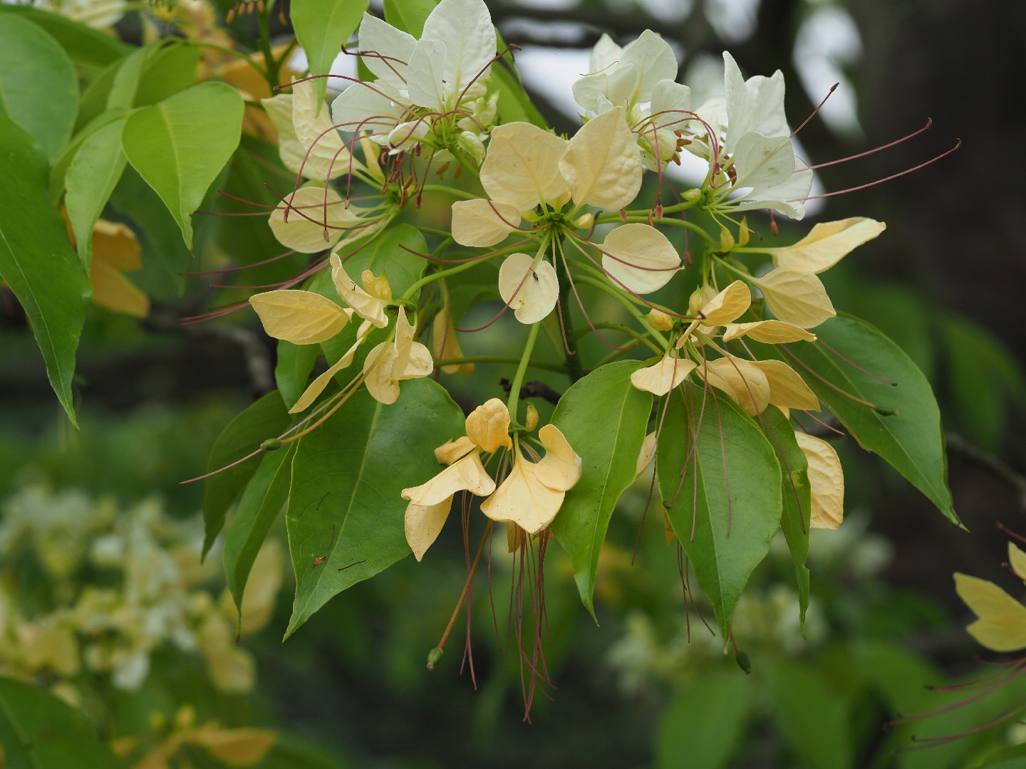 Crateva unilocularis - PictureThis