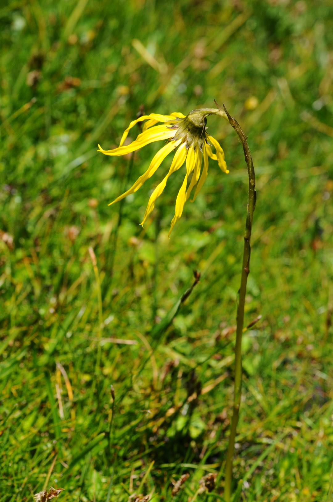 Cremanthodium lineare - PictureThis