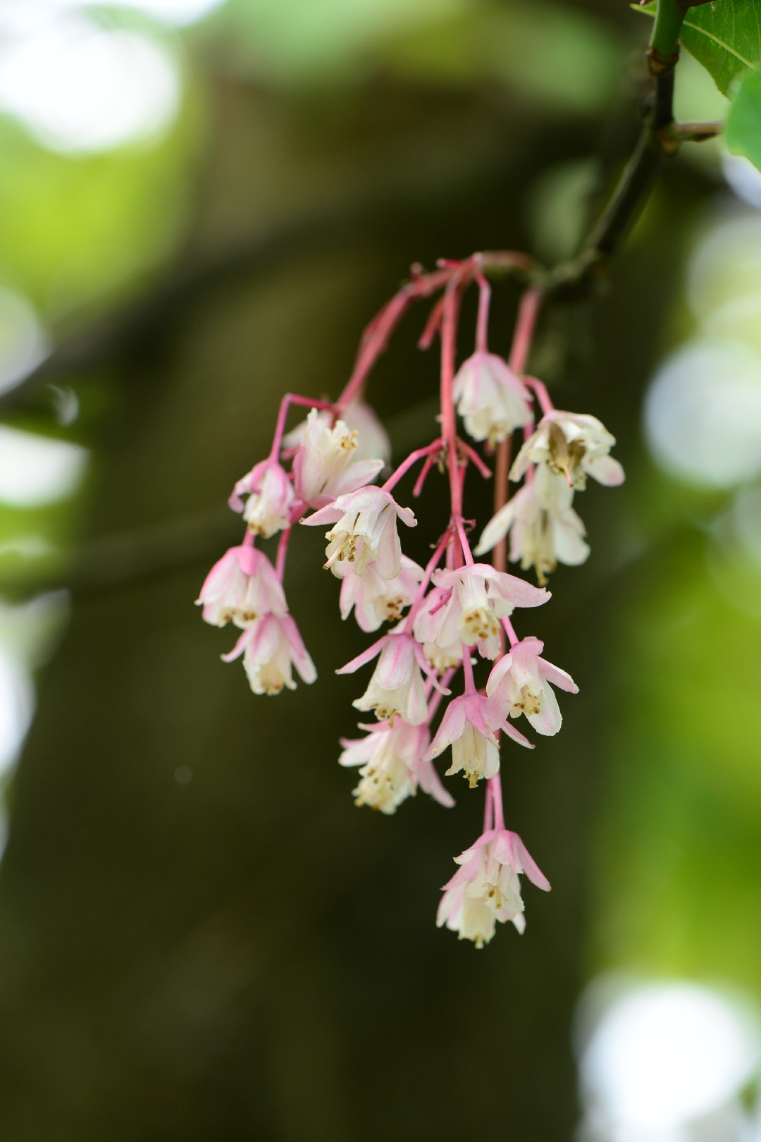 Bladdernuts (Staphylea) Flower, Leaf, Care, Uses - PictureThis