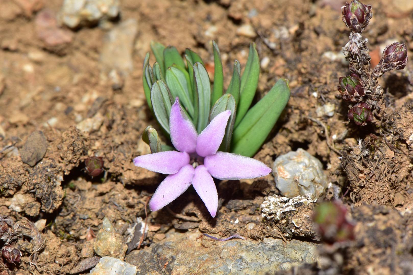 Polygonatum hookeri - PictureThis