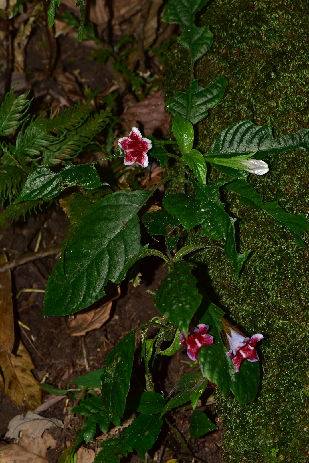 Chinese acranthera Care (Watering, Fertilize, Pruning, Propagation ...