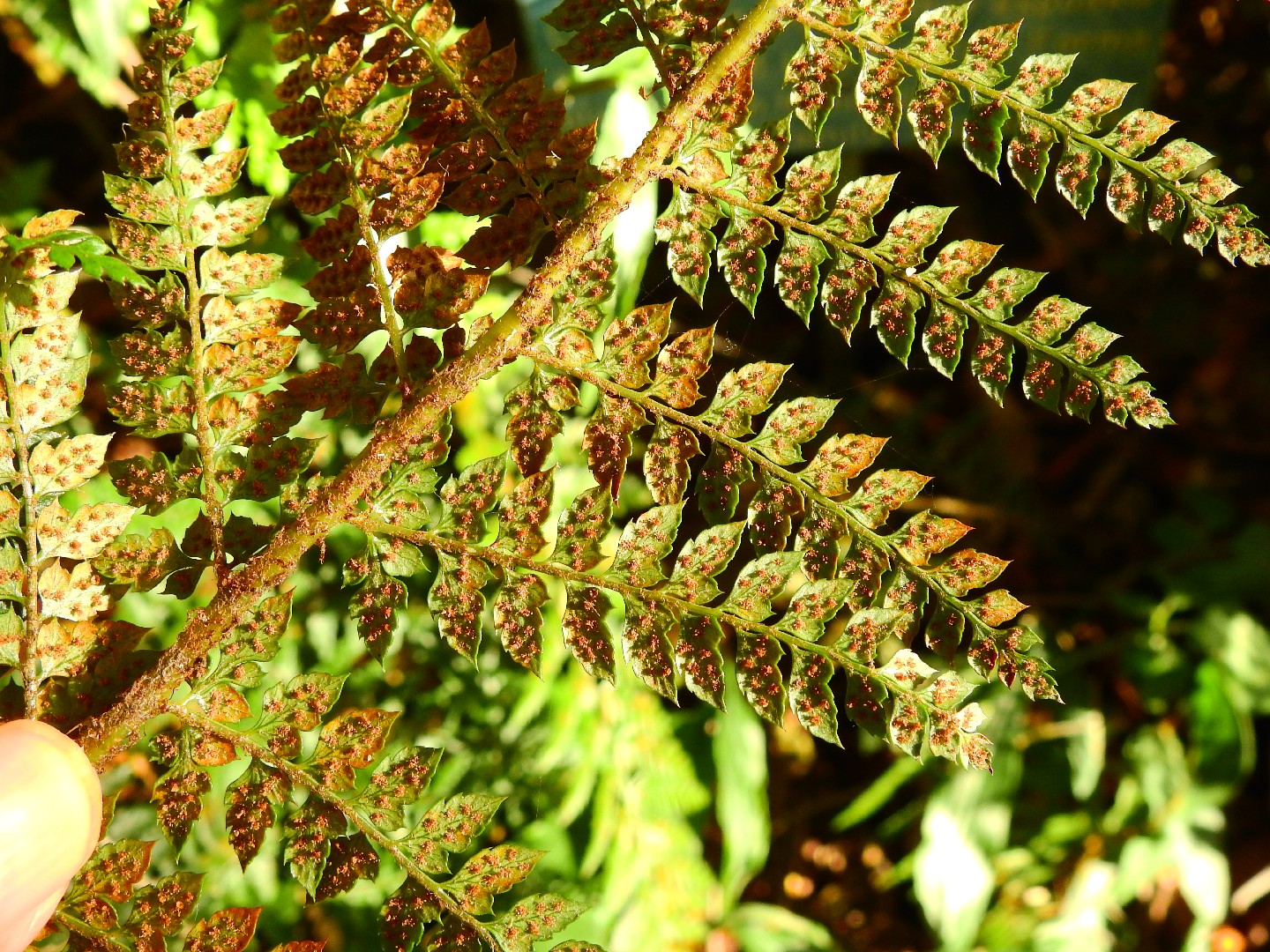 Polystichum proliferum - PictureThis