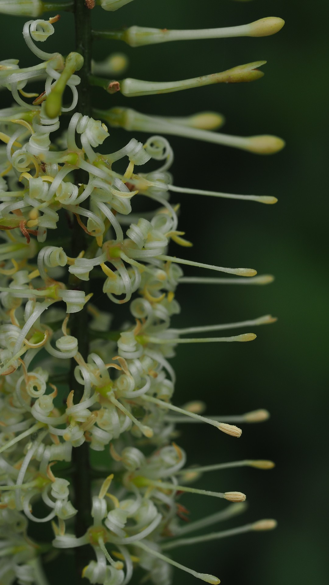 Helicia reticulata Flower, Leaf, Care, Uses - PictureThis