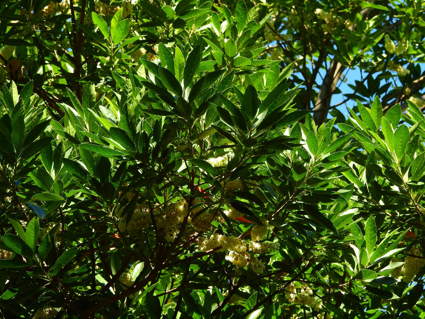 Elaeocarpus (Elaeocarpaceae) Flower, Leaf, Care, Uses - PictureThis