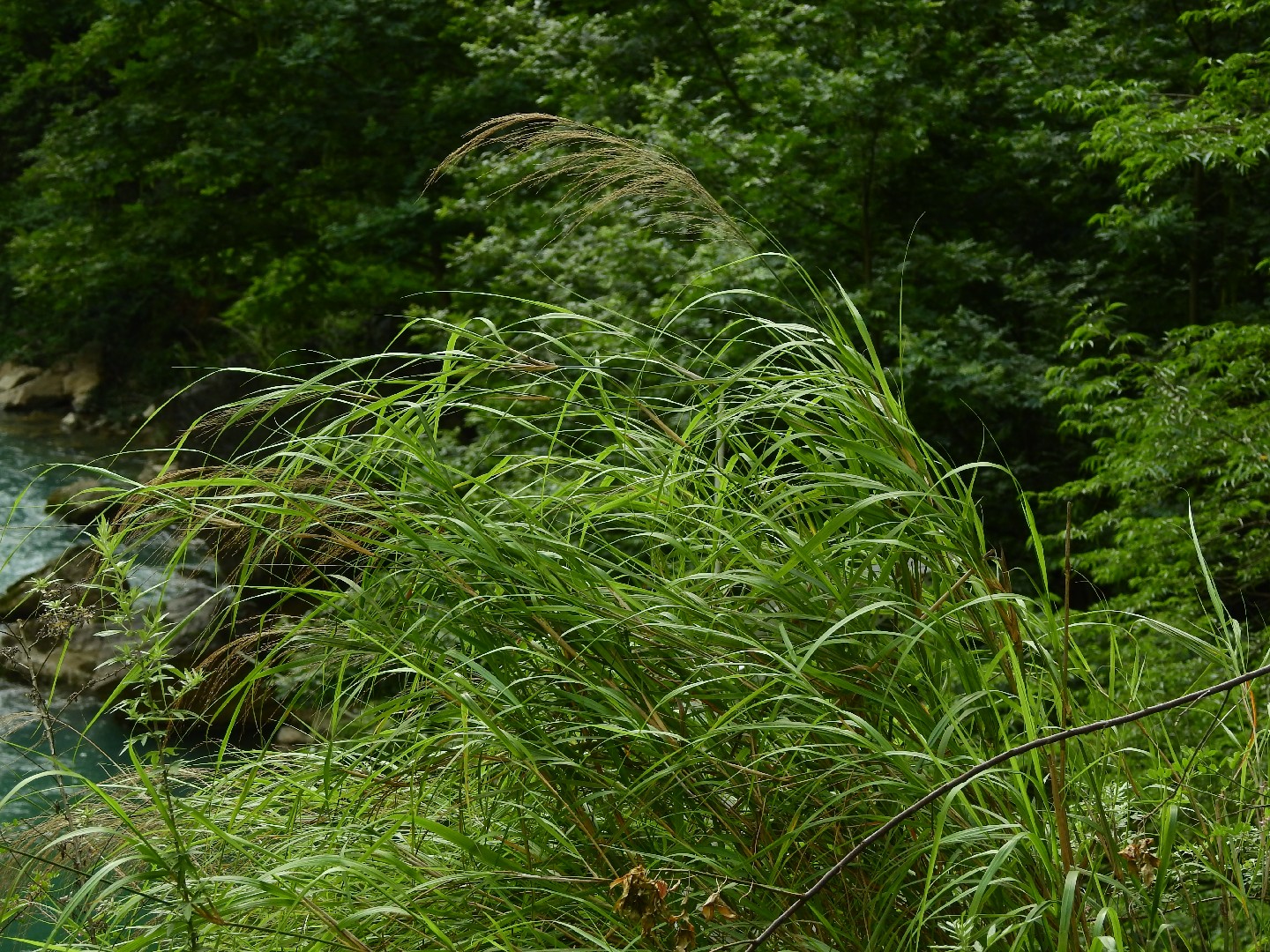 Saccharum spontaneum - PictureThis