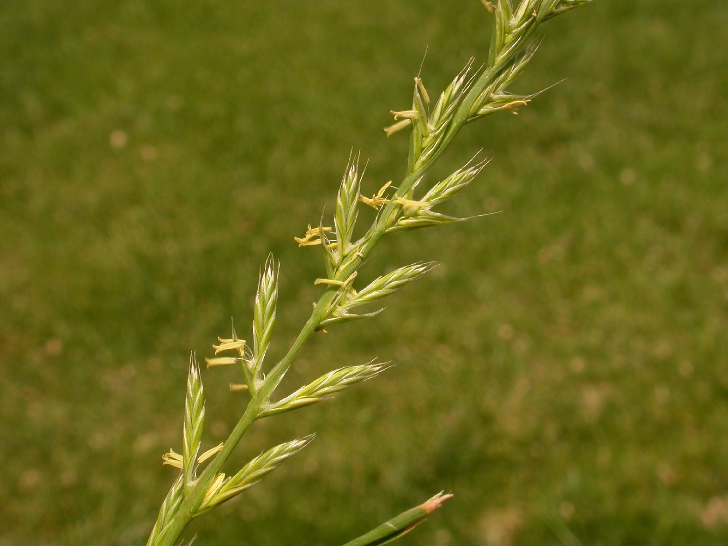 독보리 (Lolium temulentum) - PictureThis