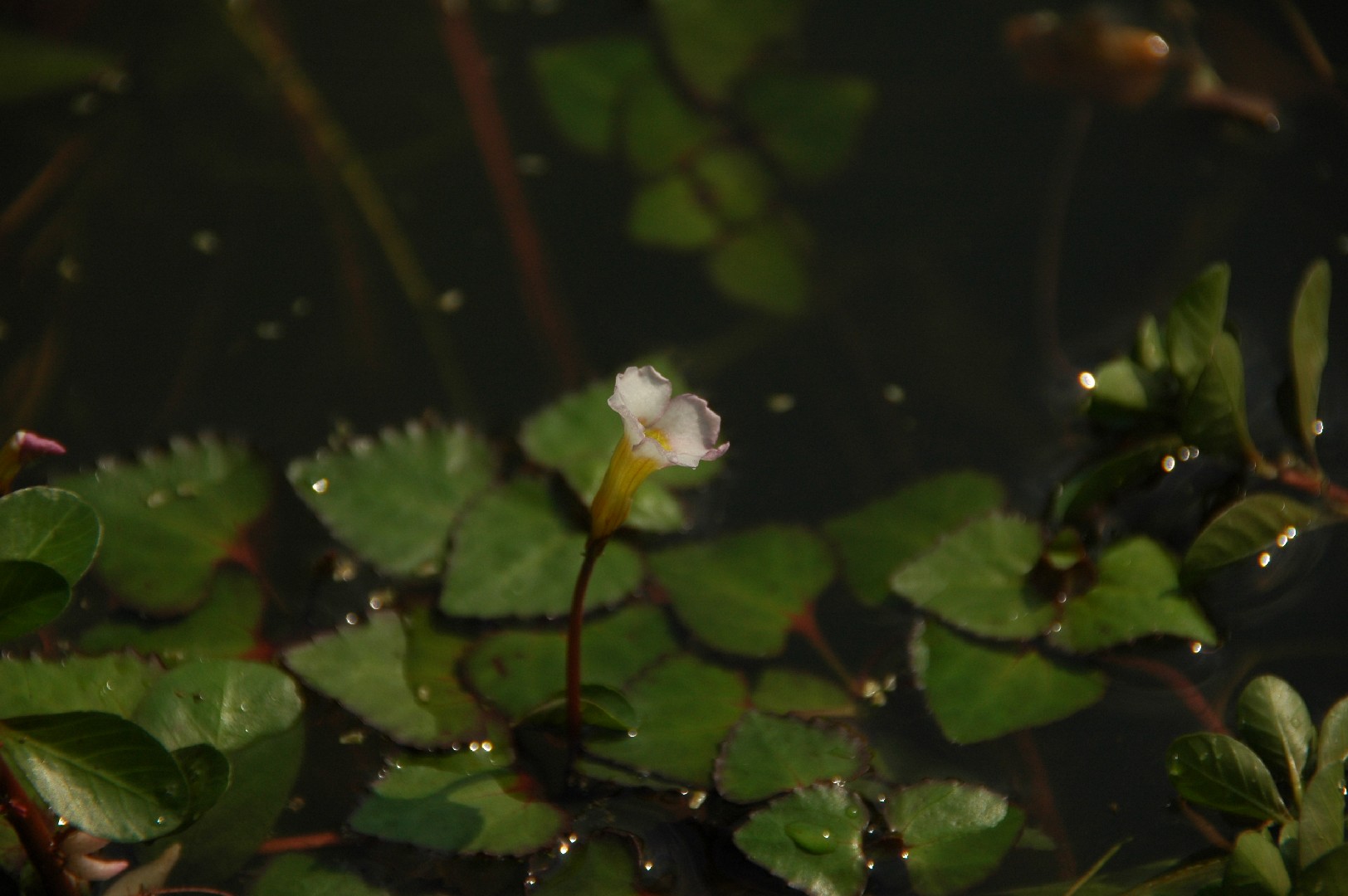ヒシモドキ (Trapella sinensis) 花言葉，毒性，よくある質問 - PictureThis