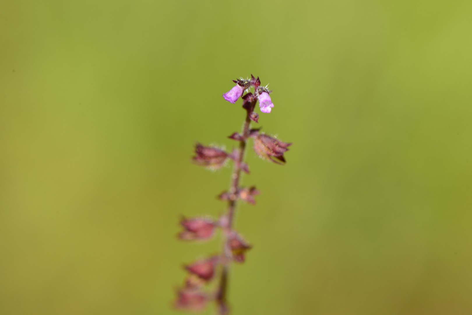 mosla (Mosla) Flower, Leaf, Care, Uses - PictureThis
