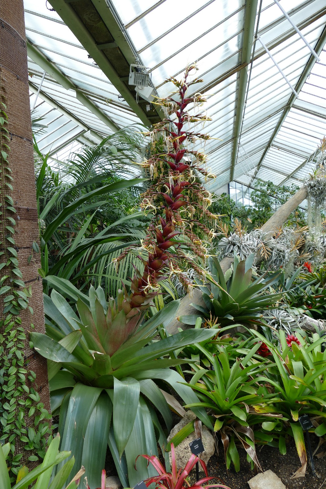 How to Plant and Grow Imperial bromeliad(Alcantarea imperialis)