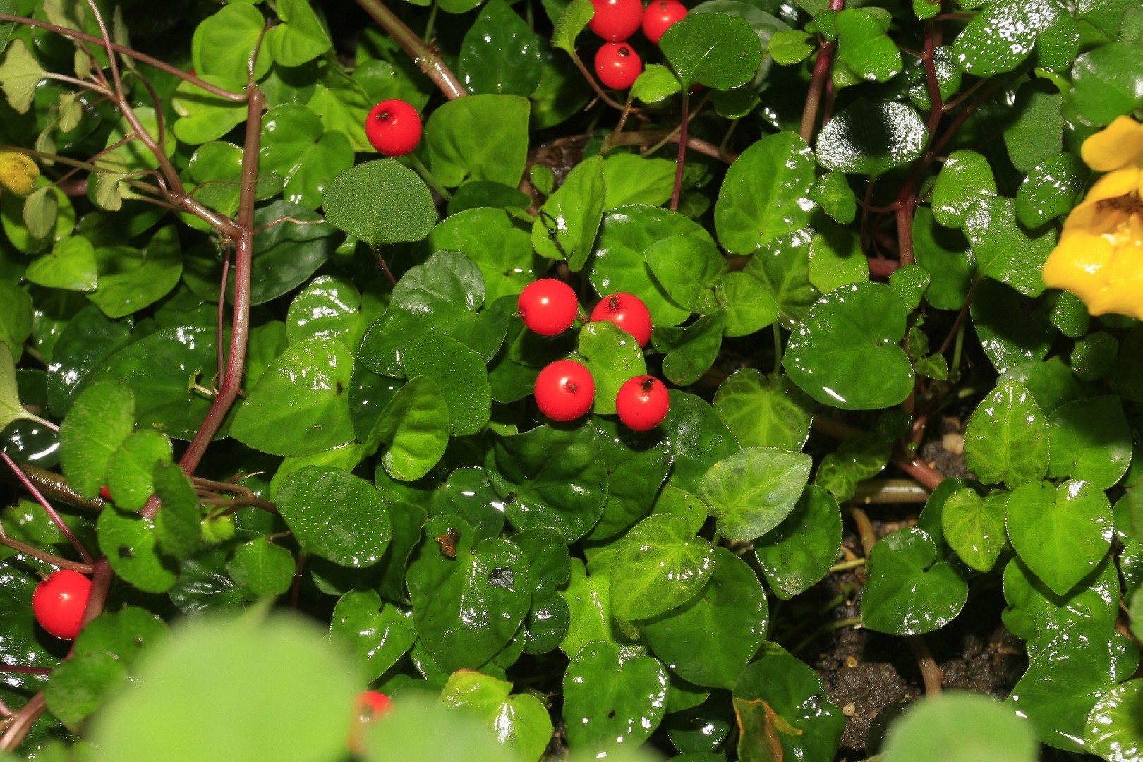 Geophila repens - PictureThis