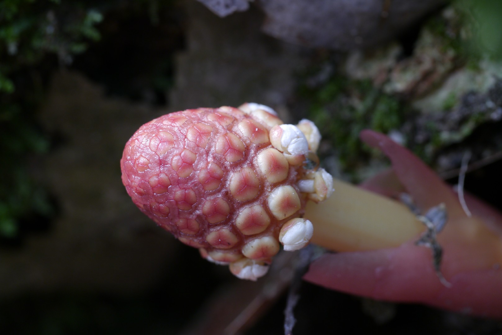 Balanophora Flower, Leaf, Care, Uses - PictureThis