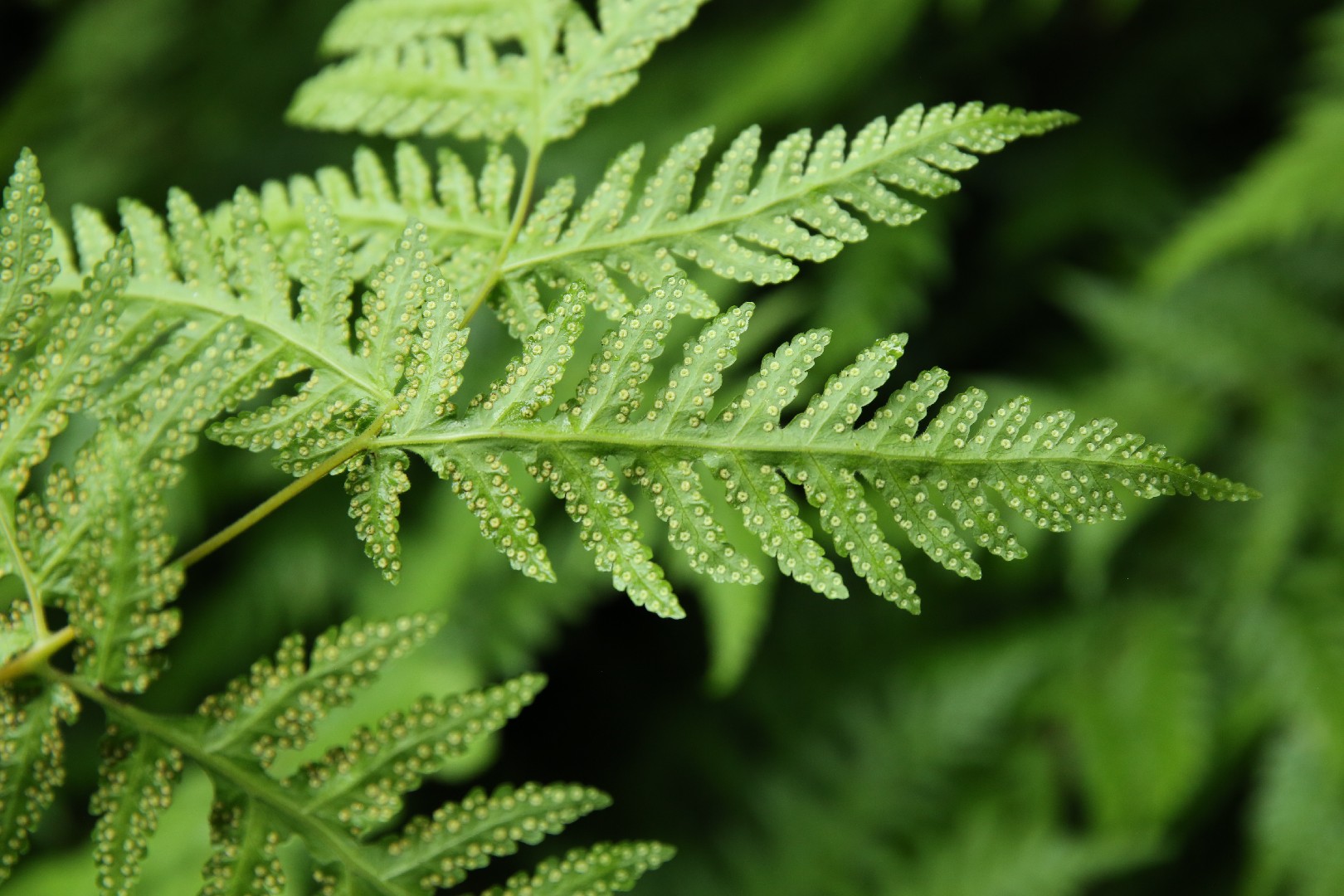 Mother ferns and dotted ferns (Tectariaceae) Flower, Leaf, Care, Uses ...