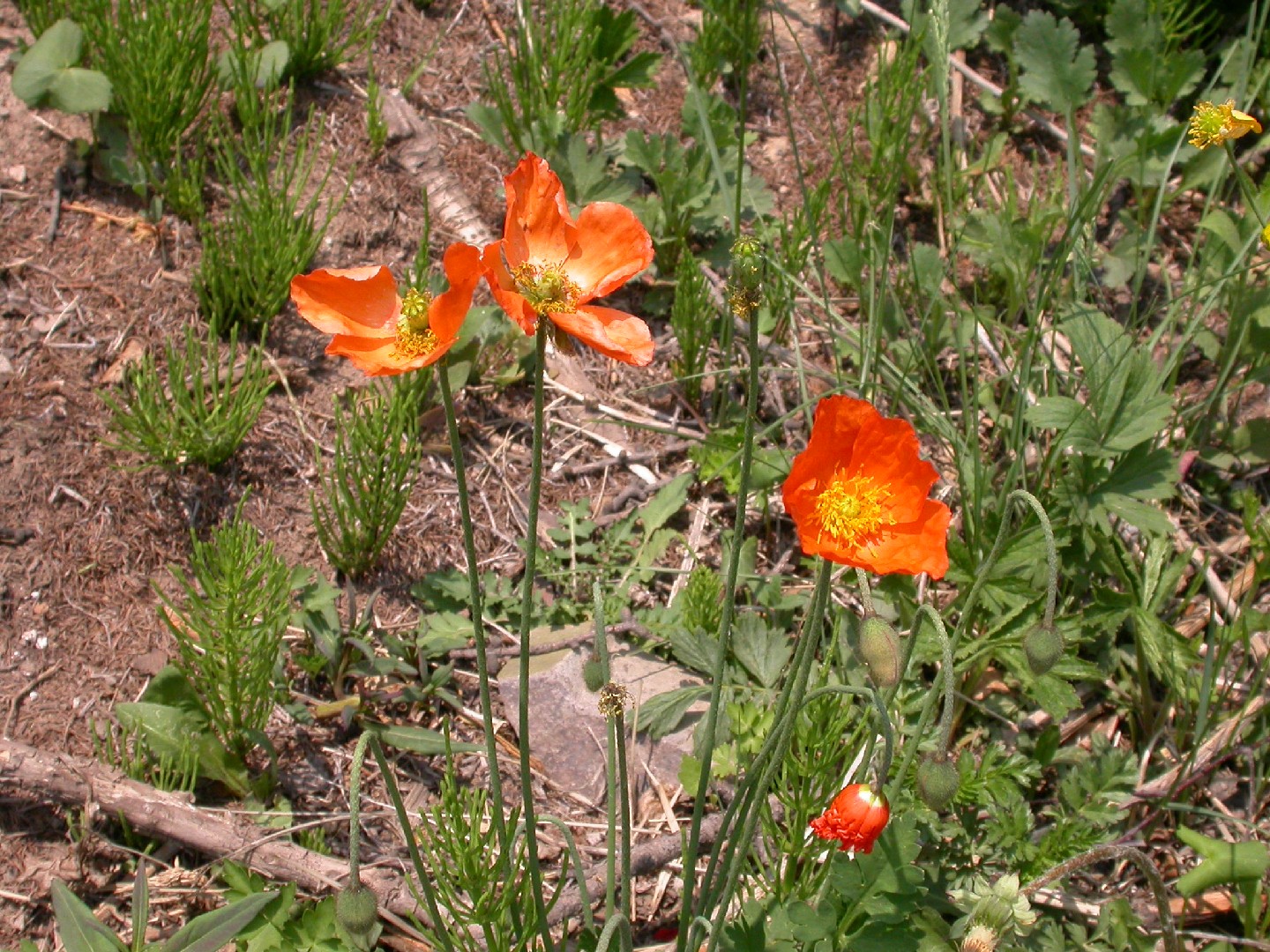 PictureThis - (Papaver nudicaule) خشخاش منوم