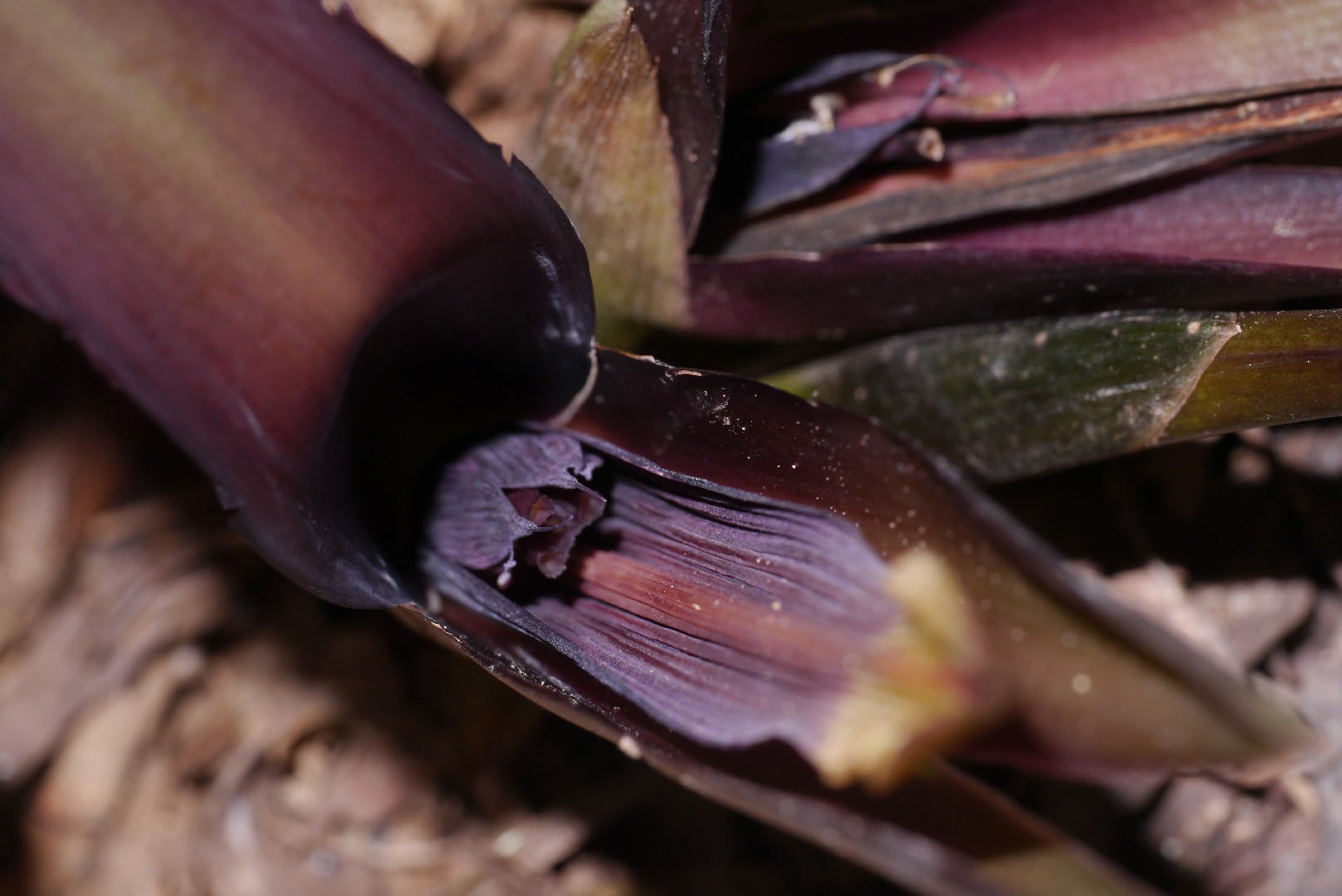 Orchidantha chinensis 花言葉，毒性，よくある質問 - PictureThis