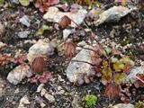 Cremanthodium campanulatum Flower, Leaf, Care, Uses - PictureThis