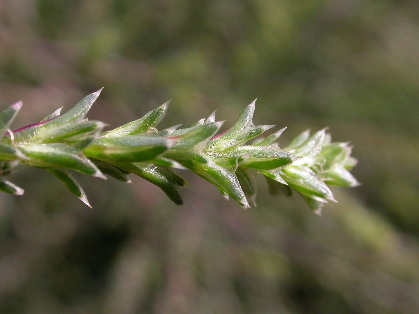 Slender Russian Thistle (Kali collina) Flower, Leaf, Care, Uses ...