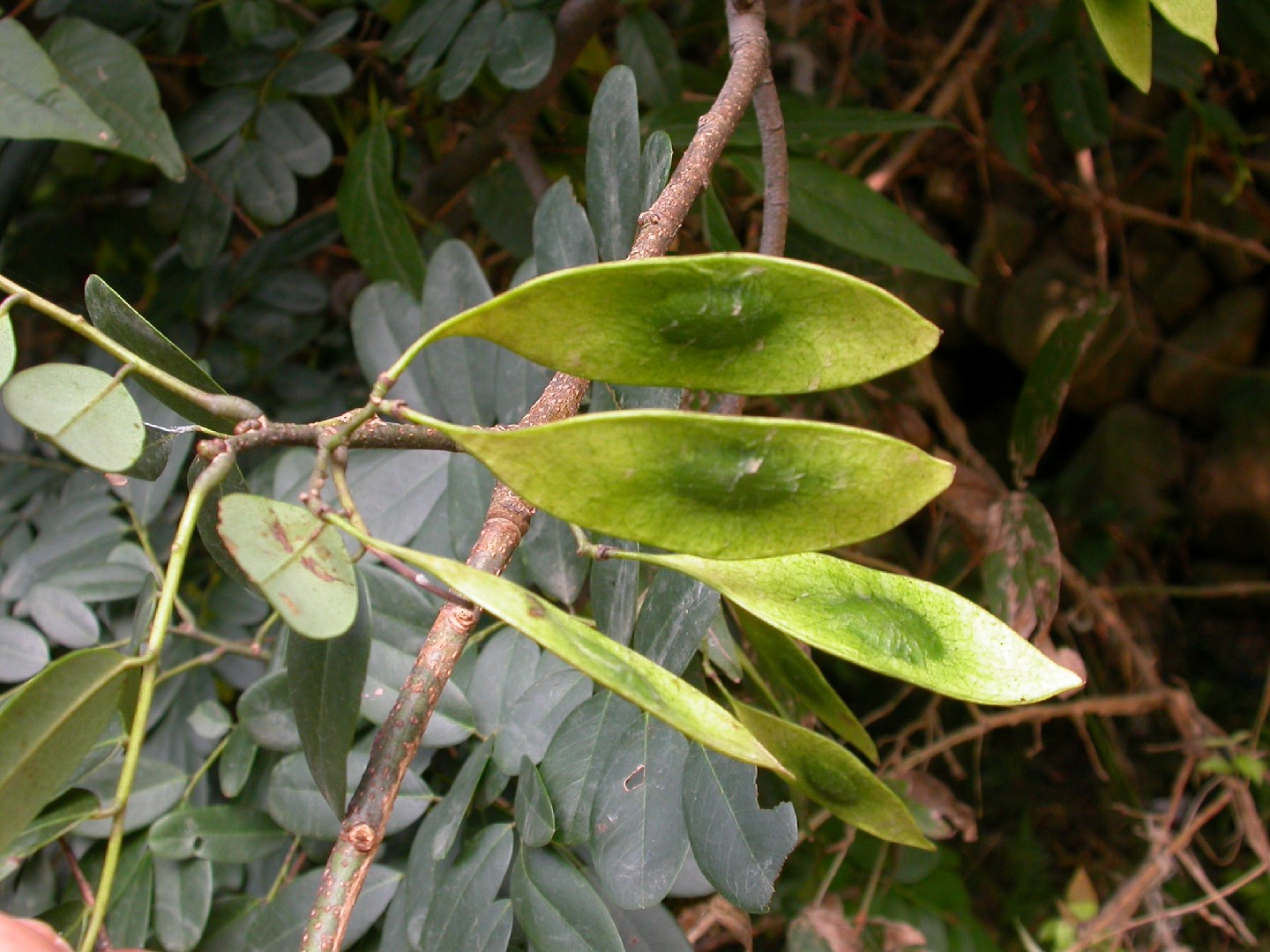 Dalbergia hancei - PictureThis