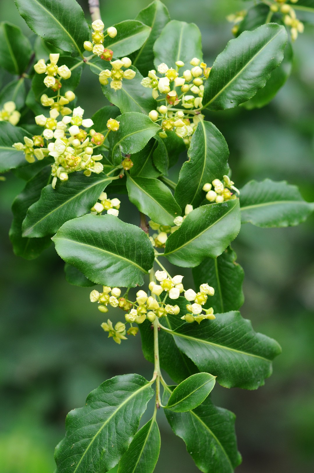 Euonymus carnosus - PictureThis