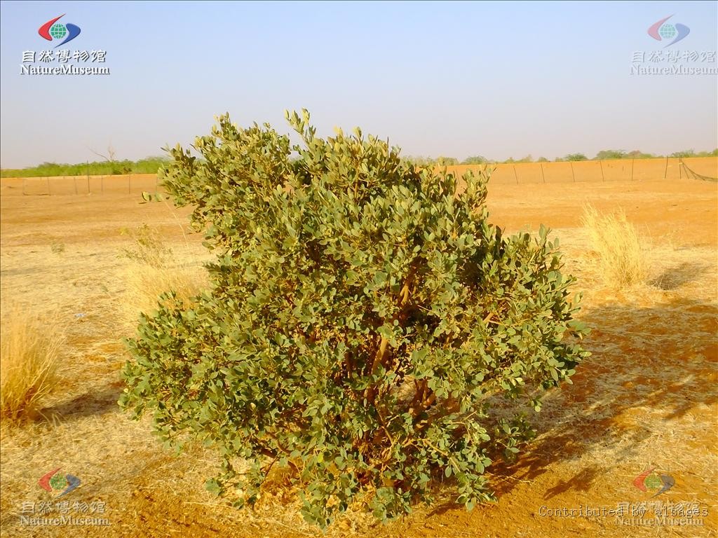 Boscia senegalensis - PictureThis