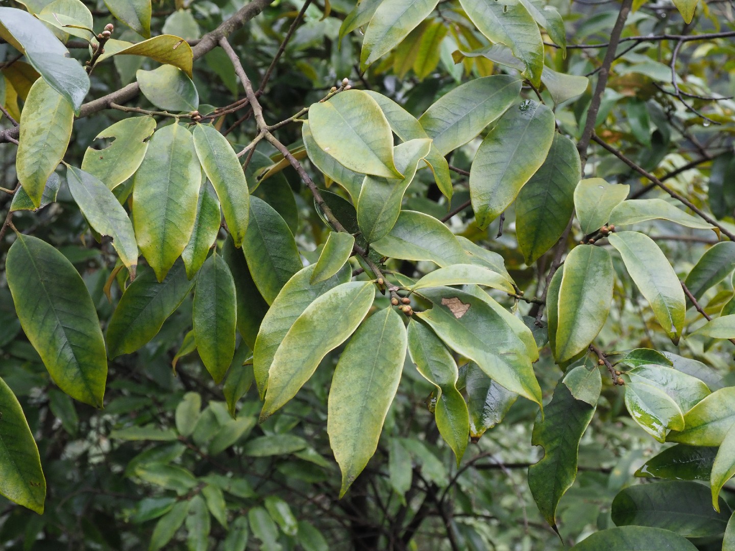 Castanopsis cinese (Castanopsis chinensis) - PictureThis