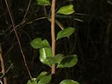 Scolopia saeva Flower, Leaf, Care, Uses - PictureThis