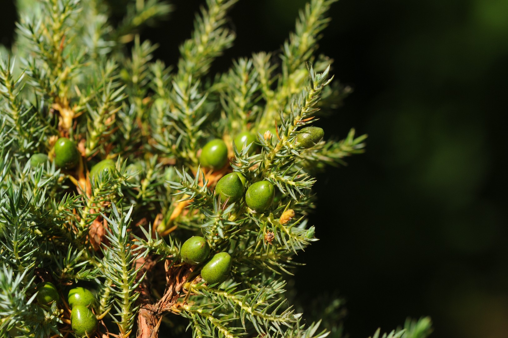 Beschuppter wacholder (Juniperus squamata) - PictureThis