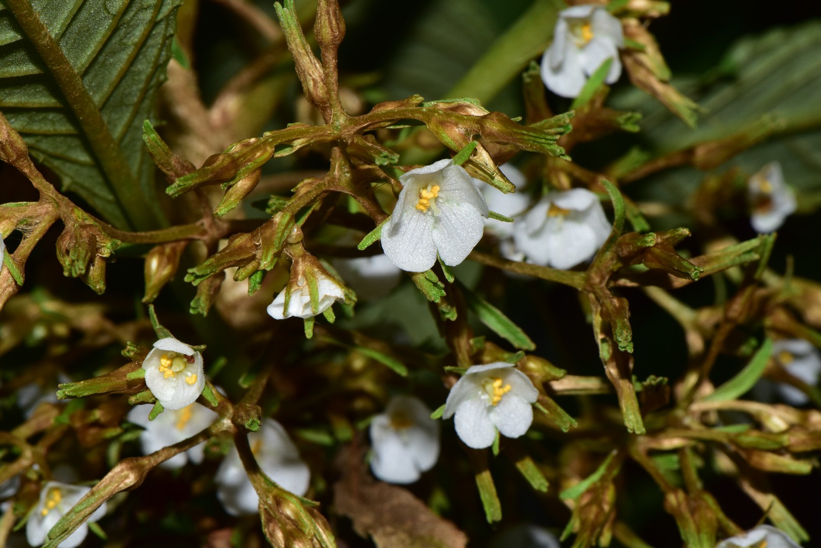 Rhynchotechum discolor - PictureThis