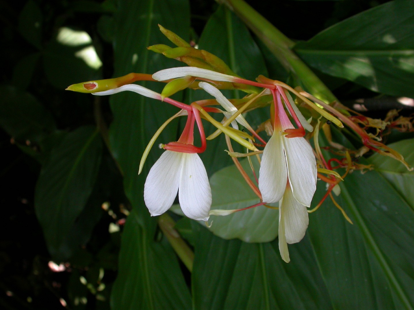 Hedychium spicatum - PictureThis