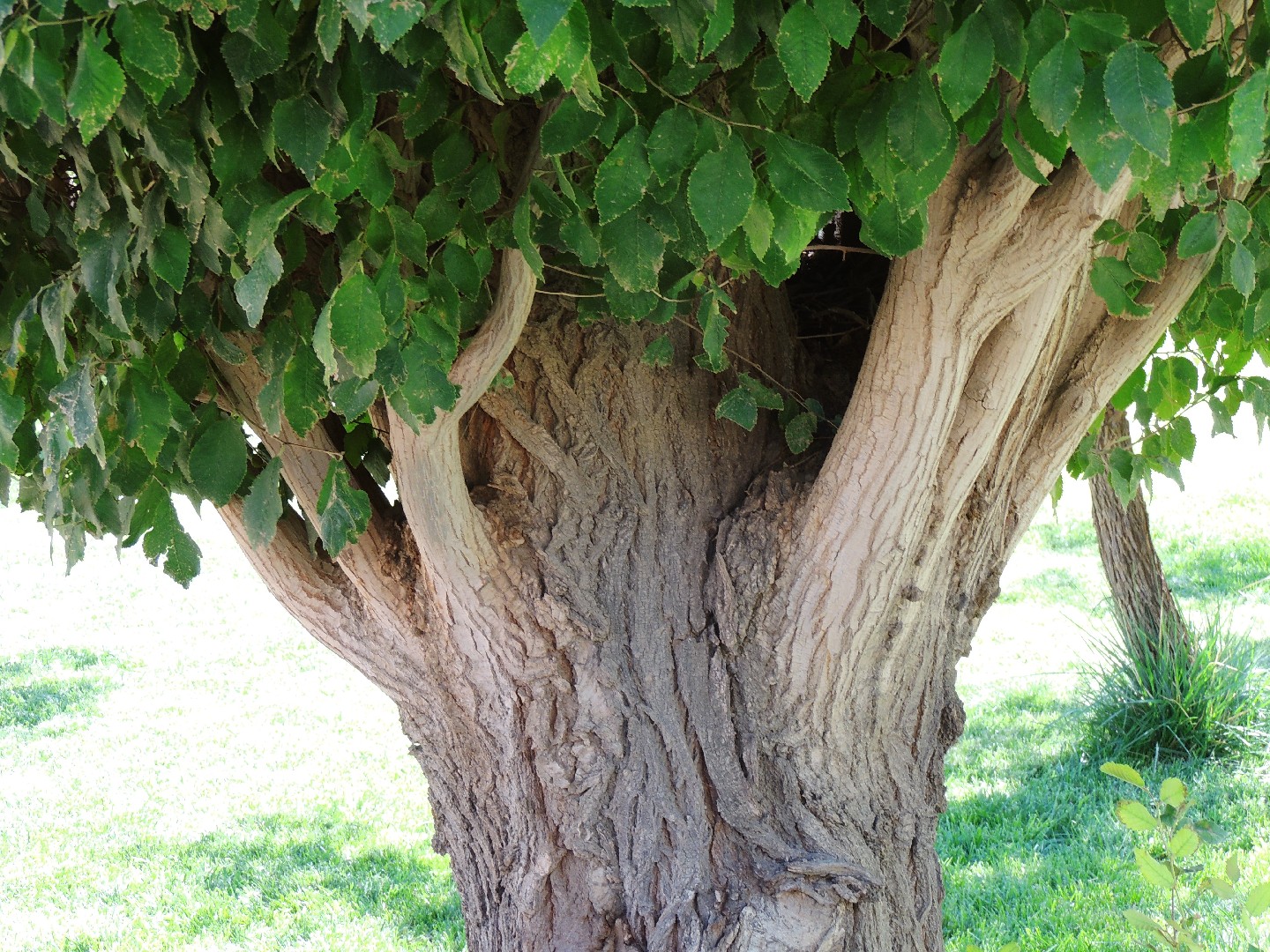 Olmo Común (Ulmus minor subsp. minor) - PictureThis
