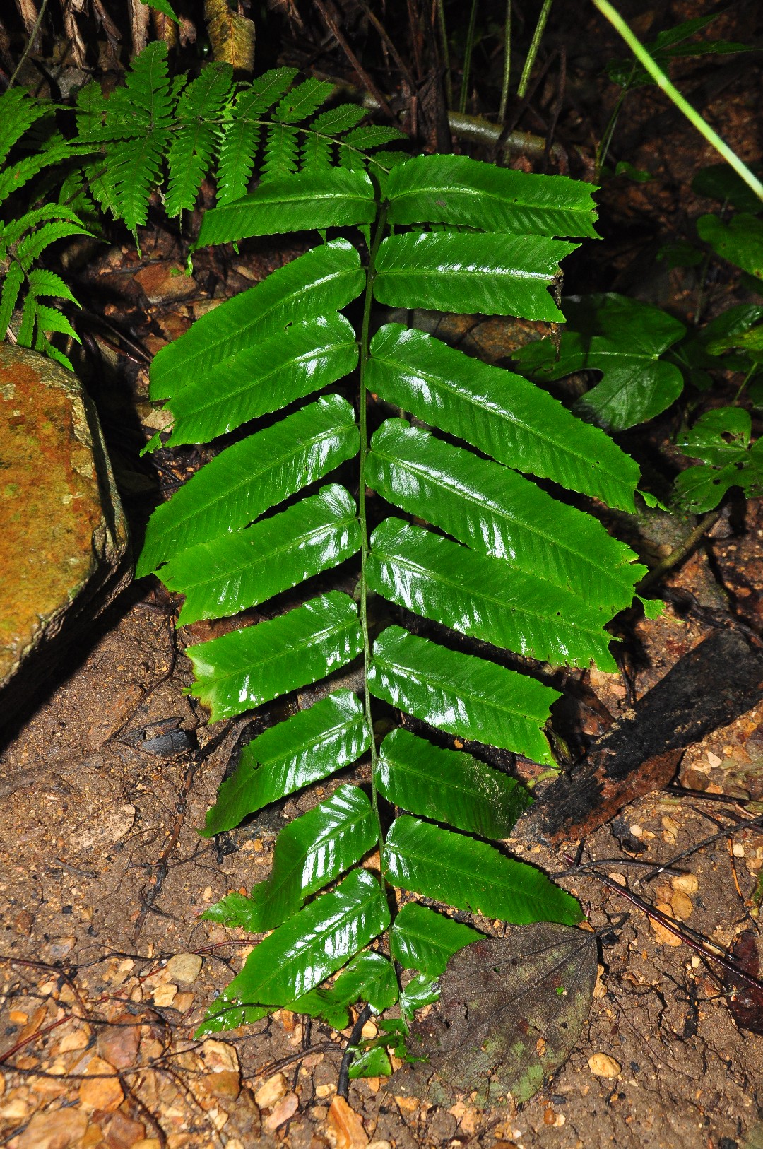 Ladyferns and allies (Athyriaceae) Flower, Leaf, Care, Uses - PictureThis