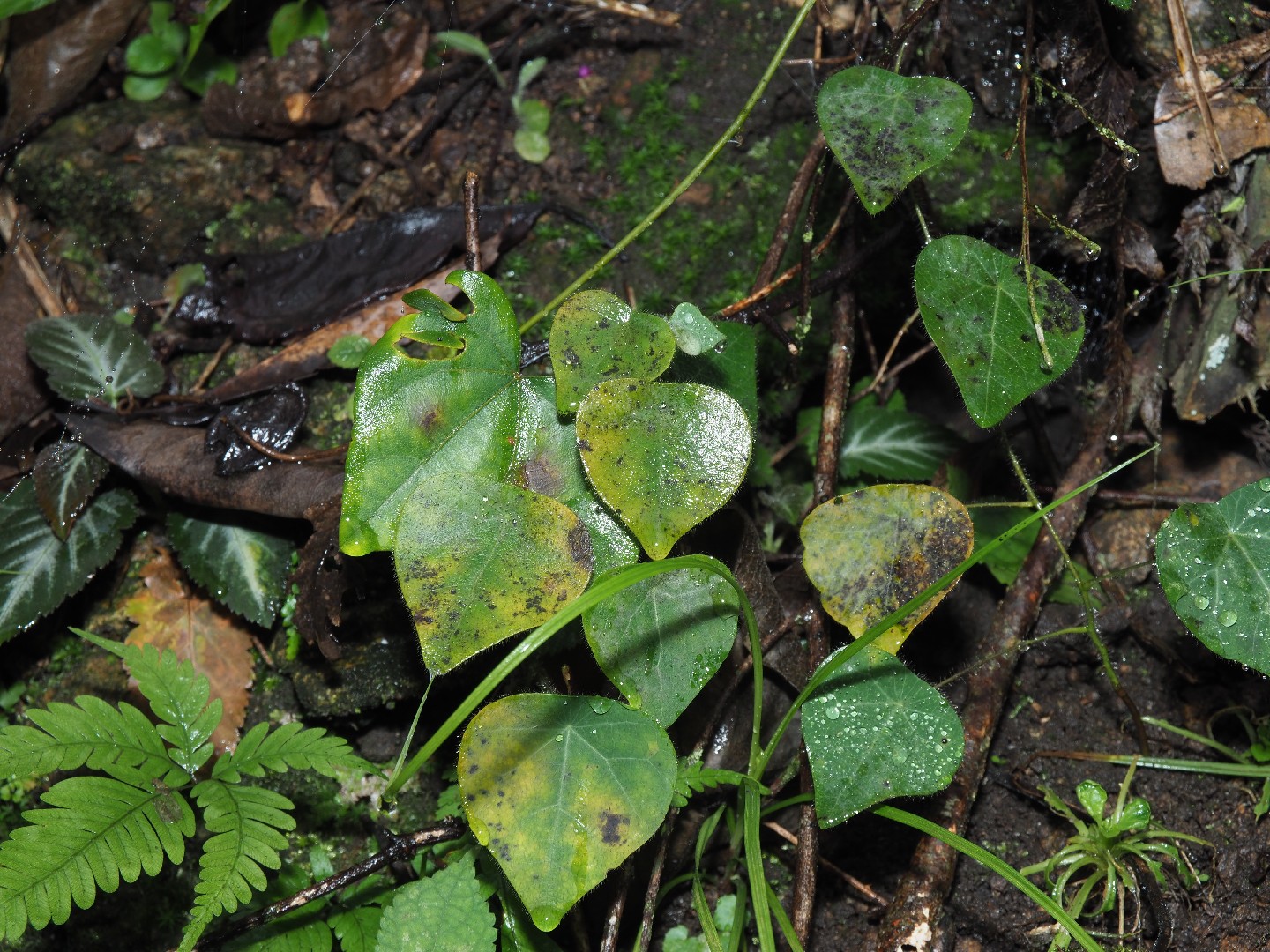 Cyclea racemosa - PictureThis